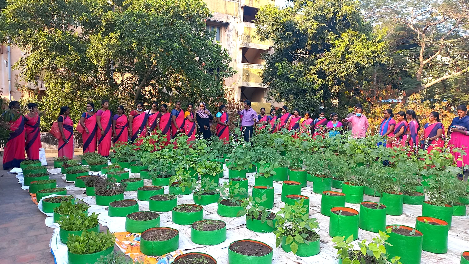 Madras Mali – Vegetable Garden Setup & Maintenance in Chennai - Urban ...